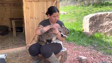 Forced Cuddle With An Unhappy Goat Youtube
