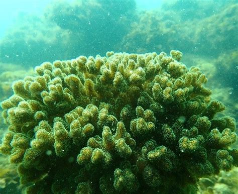 Uncovering Microplastic Dynamics And Patterns In Coastal Habitats Nus Faculty Of Science Nus