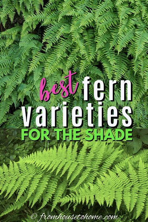 Hardy Fern Varieties 20 Perennial Ferns That Will Survive The Winter