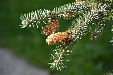 Pine Fir Plugged Free Photo On Pixabay Pixabay