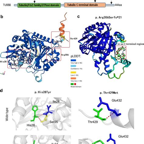 protein conformation predictions caused by variants in tubb8 using download scientific diagram