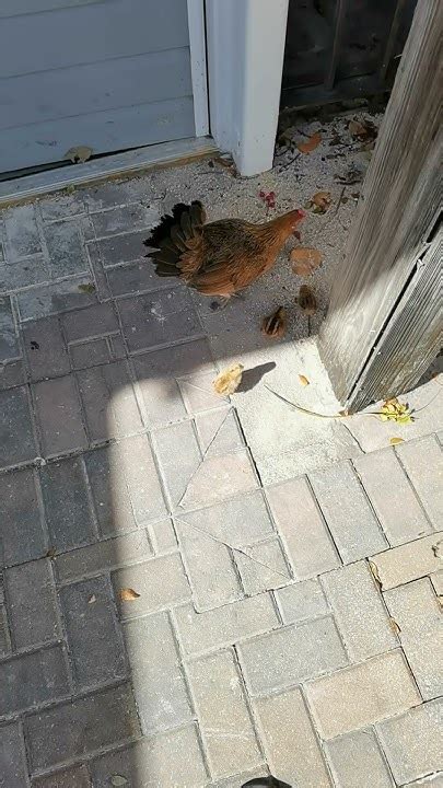 Ки Уэст Флорида Курицы бегают по улице Youtube