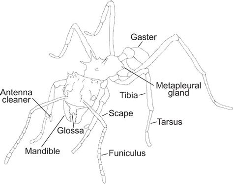 Ant Morphological Features A Schematic Drawing Of An Ant Showing The