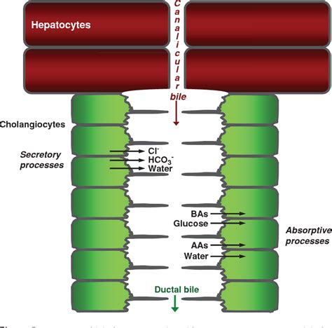 Figure 1 From Physiology Of Cholangiocytes Semantic Scholar