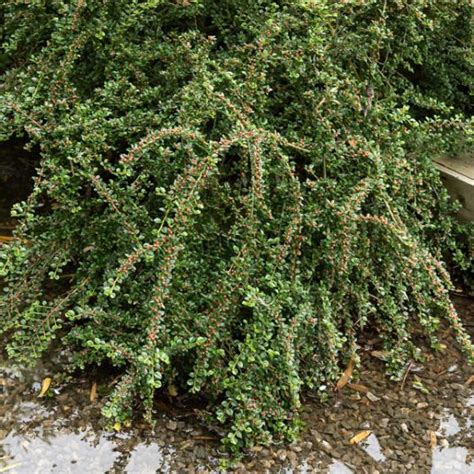 Cotoneaster Horizontalis Jardinerie Ferriere Fleurs