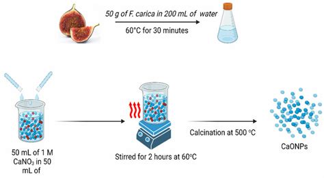 Schematic Diagram Of F Carica Extract Preparation And Download