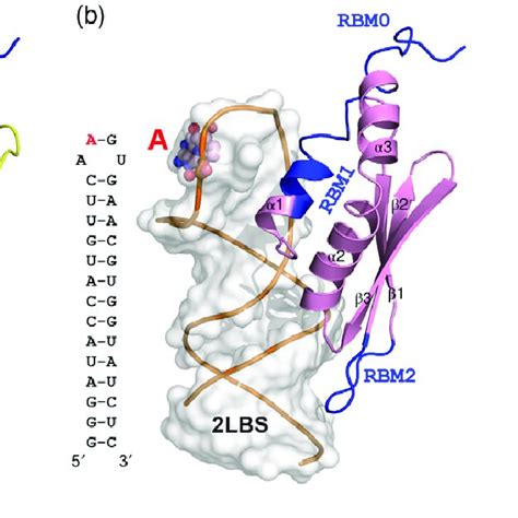 Three Dimensional Structures Of Double Stranded Rna Binding Domain Download Scientific Diagram