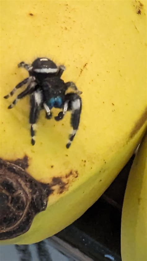 Found A Pretty Spider R Whatisthisbug