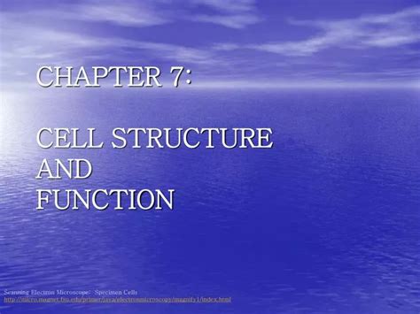PPT - CHAPTER 7: CELL STRUCTURE AND FUNCTION PowerPoint Presentation, free download - ID:6752862