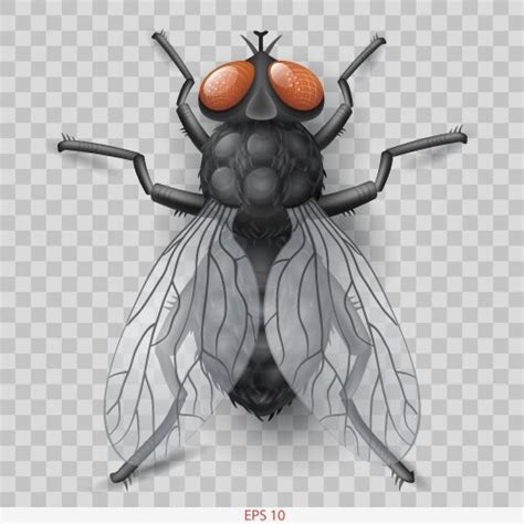 Realistic Fly Vector Images Over 50000