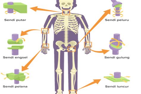 Jenis Sendi Dalam Tubuh Manusia Dan Fungsinya
