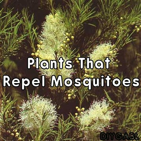 Natural Mosquito Repellent Plants