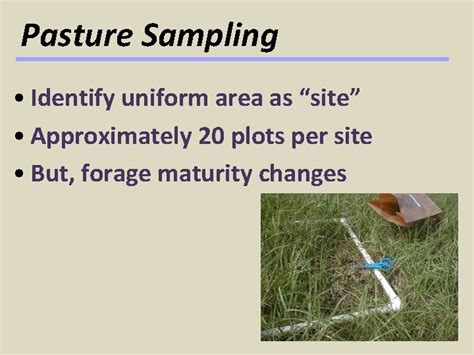 Feed Sampling Analysis Representative Sample Identify A Lot