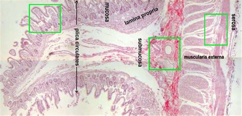 Jejunum Microscopic Structure