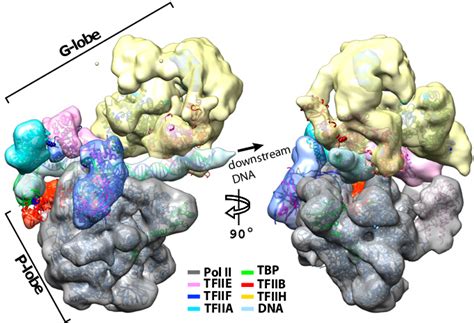 Figure 2 From Structure Of An Rna Polymerase Ii Preinitiation Complex