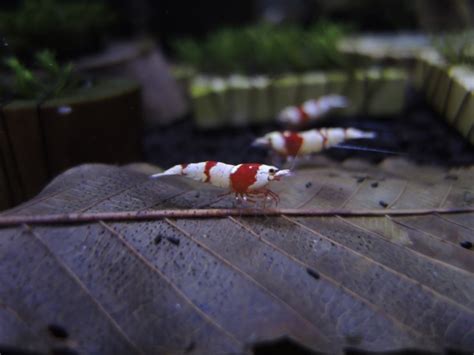 Lian Fulvic Extract농축풀빅산의 효과적 사용 방법 네이버 블로그