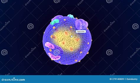 Chylomicrons Cartoons Illustrations And Vector Stock Images 11