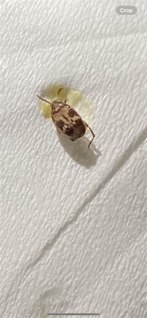 Are These Bedbugs Or Fleas Rbedbugs