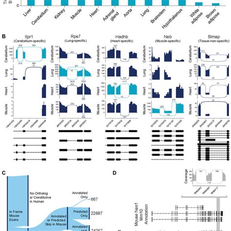 exon bypass predicts exon skipping independent of tissue and can