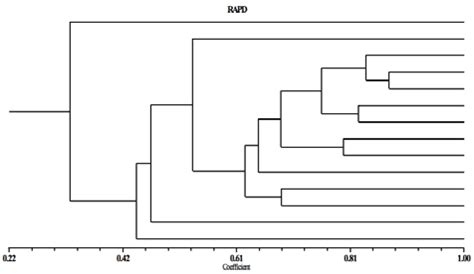 Shows The Clusters Constructed Through NTSYS Pc Drawn As Download Scientific Diagram