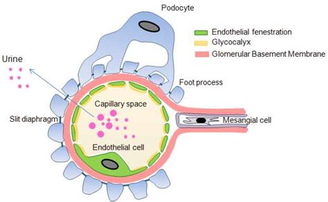 Glomerular Filtration Explanation At Jeffery Vaughn Blog