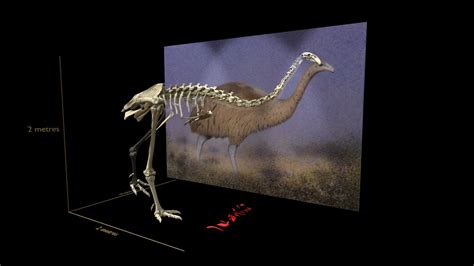 Moa Nunui South Island Giant Moa 3d Model By Auckland Museum