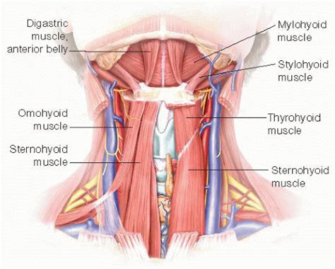 Thyroidectomy Anatomy