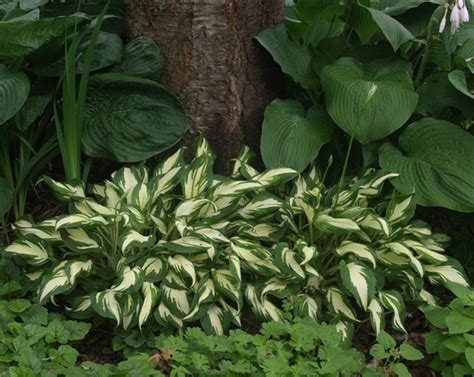 Hosta 'Undulata Mediovariegata'