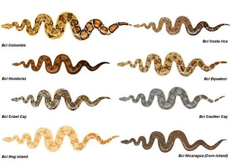 Discover The Fascinating World Of Boa Constrictors
