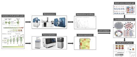 Multi Omics Transcriptome Metabolome Transcriptomics And Metabolomics Data Integrationrn