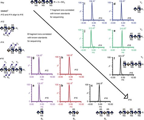 Using The Simms² Method For Sequencing A Hexasaccharide Overlaying Two Download Scientific