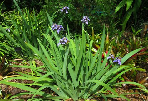 The Giant Walking Iris Neomarica Harry P Leu Gardens Facebook