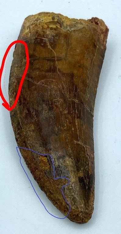 Carcharodontosaurus Is It Real How To Recognize Fossil Fabrications