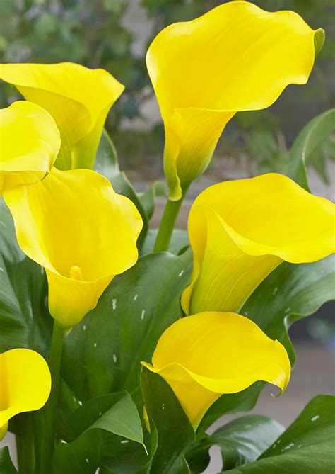 შროშანი კალა Captain Solo ყვითელი ბოლქვის ფასი 10 ლარი ბოლქვის ზომა