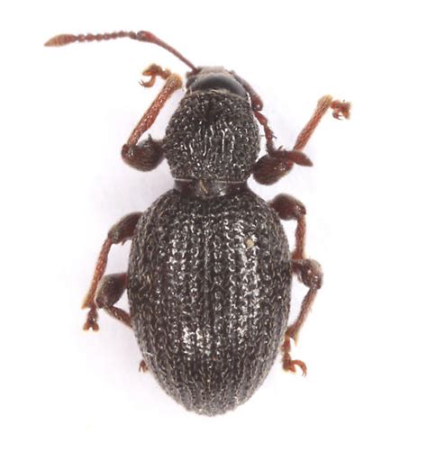 Curculionidae Strawberry Root Weevil Dorsal Otiorhynchus Ovatus Bugguide Net