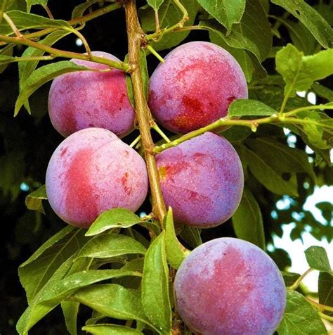 Methley Plum Tree Bare Root Self Pollinating Fruit Tree