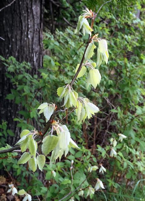 Big Tooth Aspen Also Known As American Aspen Canadian Poplar Large