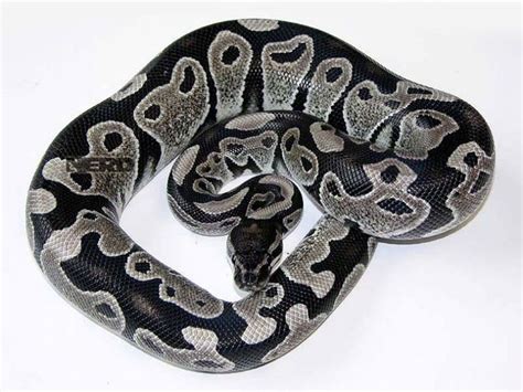 1000 Images About Axanthic Snakes On Pinterest Python Slate And Pastel 1000 Images About Axanthic Snakes On Pinterest Python Slate And Pastel