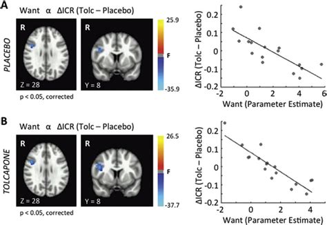 Brain Behavior Correlation A Two Brain Regions Demonstrated