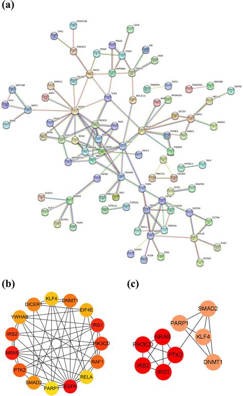 Ppi Network Construction And Exploration Of The Key Genes A Ppi