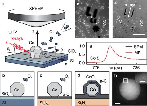 In Situ X Ray Photoemission Electron Microscopy Xpeem Investigation A Download Scientific