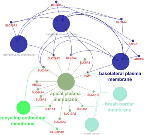 Cryptosporidium Parvum Infection Alters The Intestinal Mucosa Transcriptome In Neonatal Calves