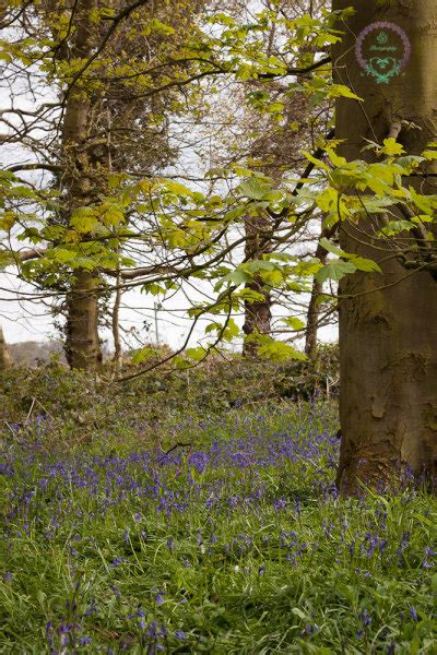 Spring Bluebell Woods And Tree Digital Backdrop Tumbex