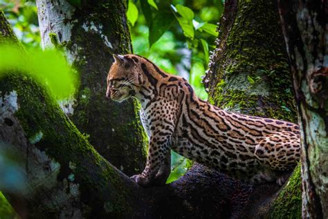 Ocelot Leopardus Pardalis Lifestyle Diet And More Wildlife
