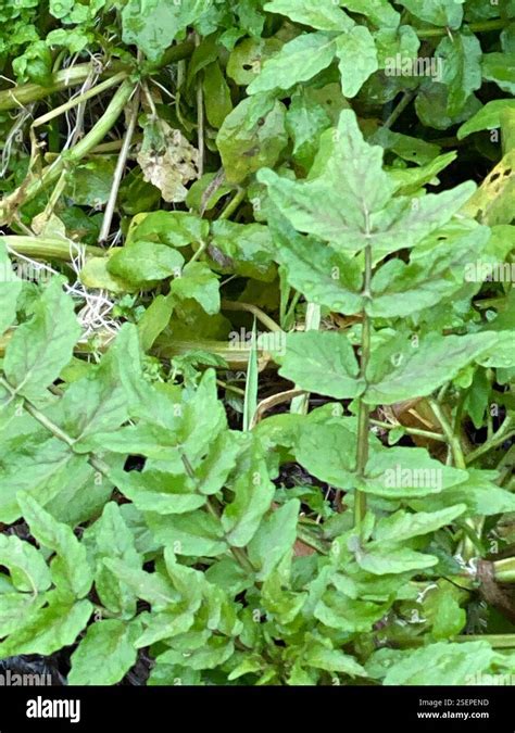Cutleaf Water Parsnip Berula Erecta Plantae Chemin Du Canal