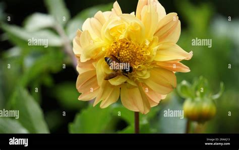 The Flowers Intricate Structure Guides The Bee Towards The Nectar