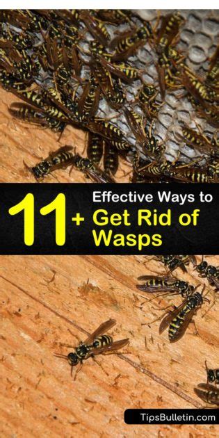 Effective Ways To Get Rid Of Wasps