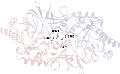 Locations Of Key Residues Near The Center Of The Mt Alr Dimer Pdb