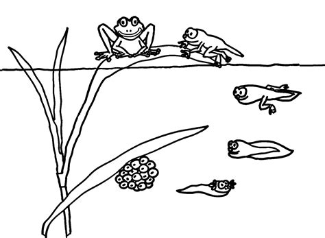 Tadpole Coloring Pages Free Printable Pdf And Online Coloring