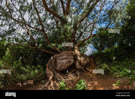 Unusual Tree Roots At The Nuuanu Pali Lookout On Oahu Hawaii Stock Photo Alamy